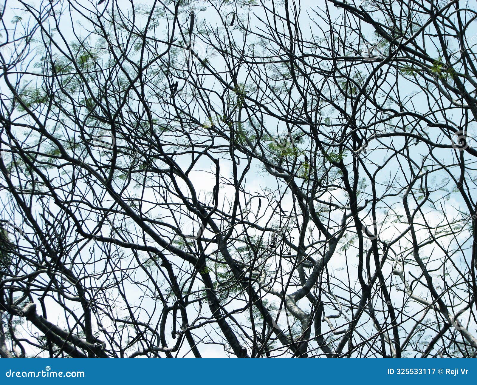 Zigzag Branches of Skeleton Tree Stock Image - Image of branch ...