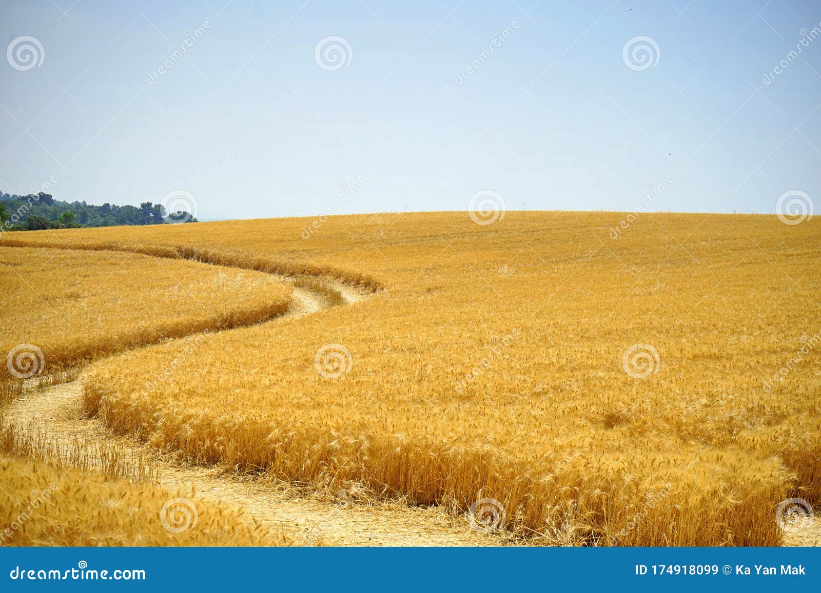 A Zigzag Path in the Golden Wheat Field Stock Image - Image of gold ...