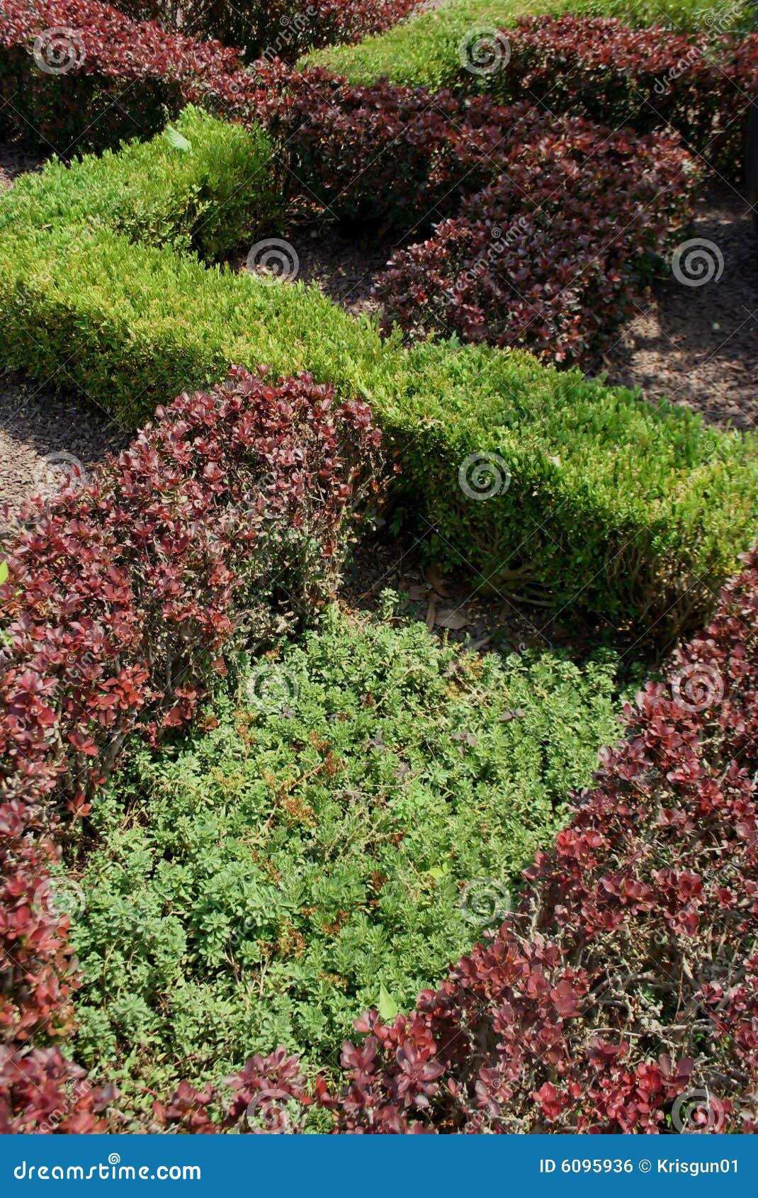 Zigzag Shrubbery Picture. Image: 6095936