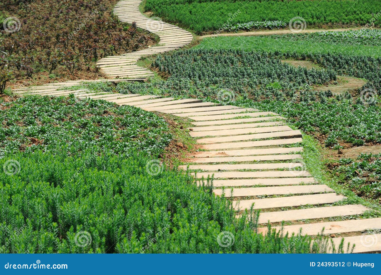 Zigzag Stone path stock photo. Image of drop, grassland - 24393512