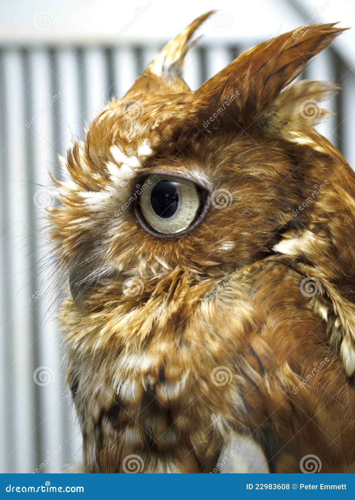 Zij profiel van bruine uil stock foto. Image of wild - 22983608