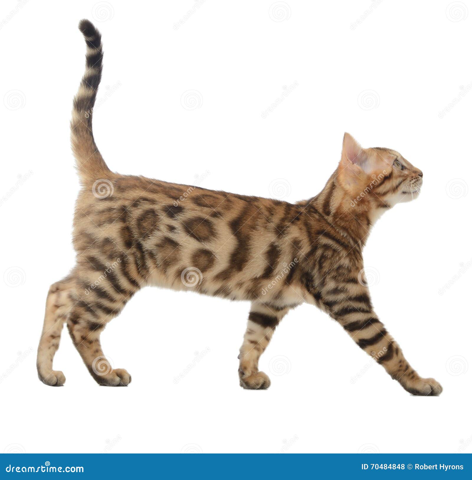 Zijaanzicht Van De Kat Van Bengalen Het Lopen Stock Foto - Image of ...