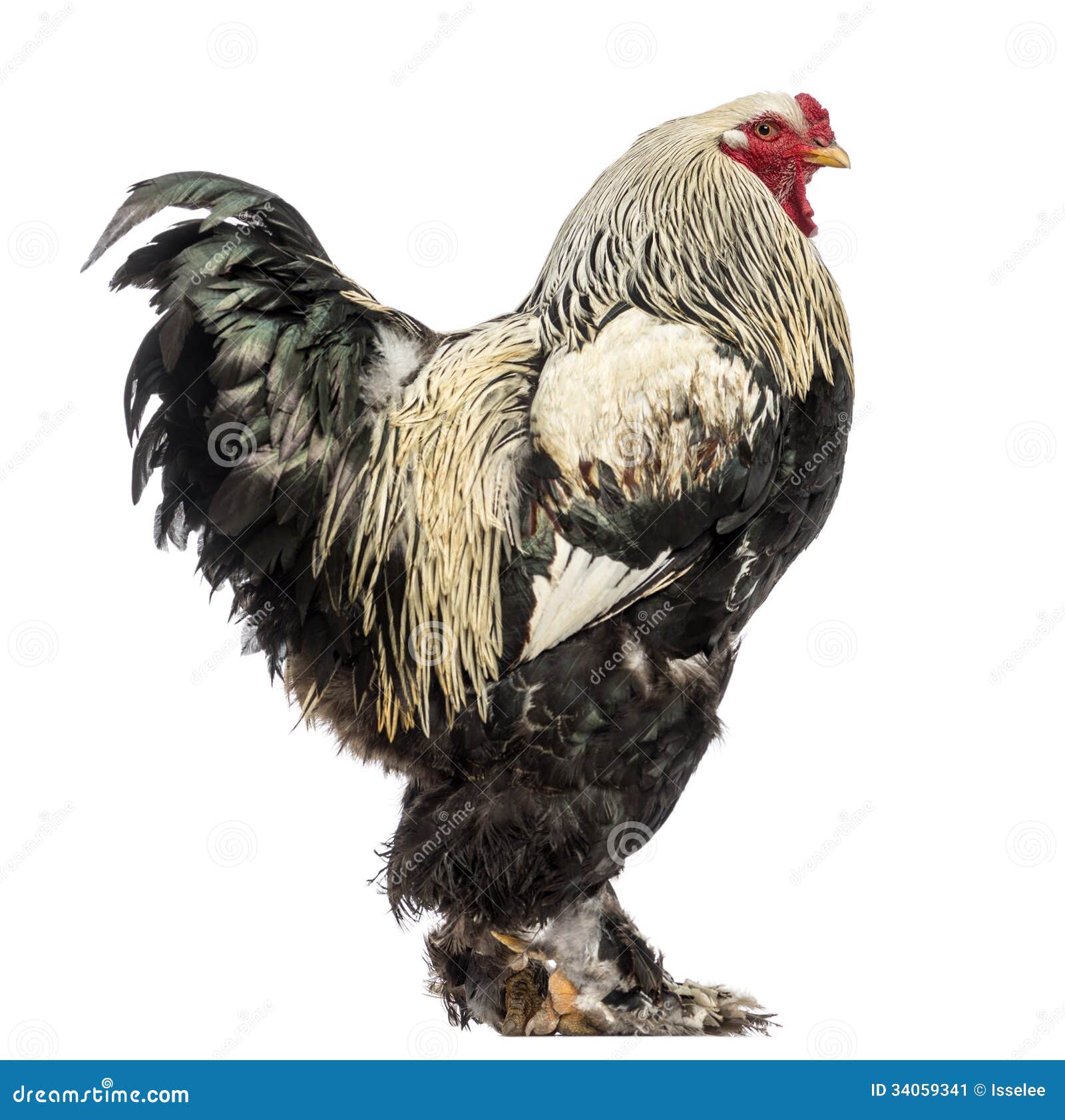 Zijaanzicht Van Een Brahma-Haan Stock Afbeelding - Image of haan ...