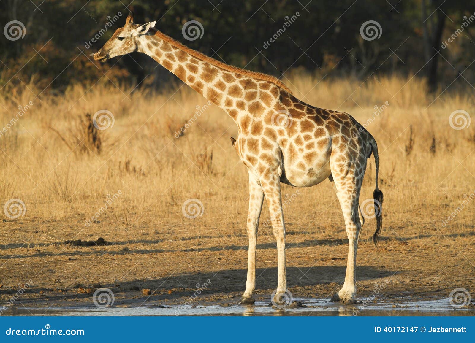 Zijaanzicht van een Giraf stock afbeelding. Image of dier - 40172147