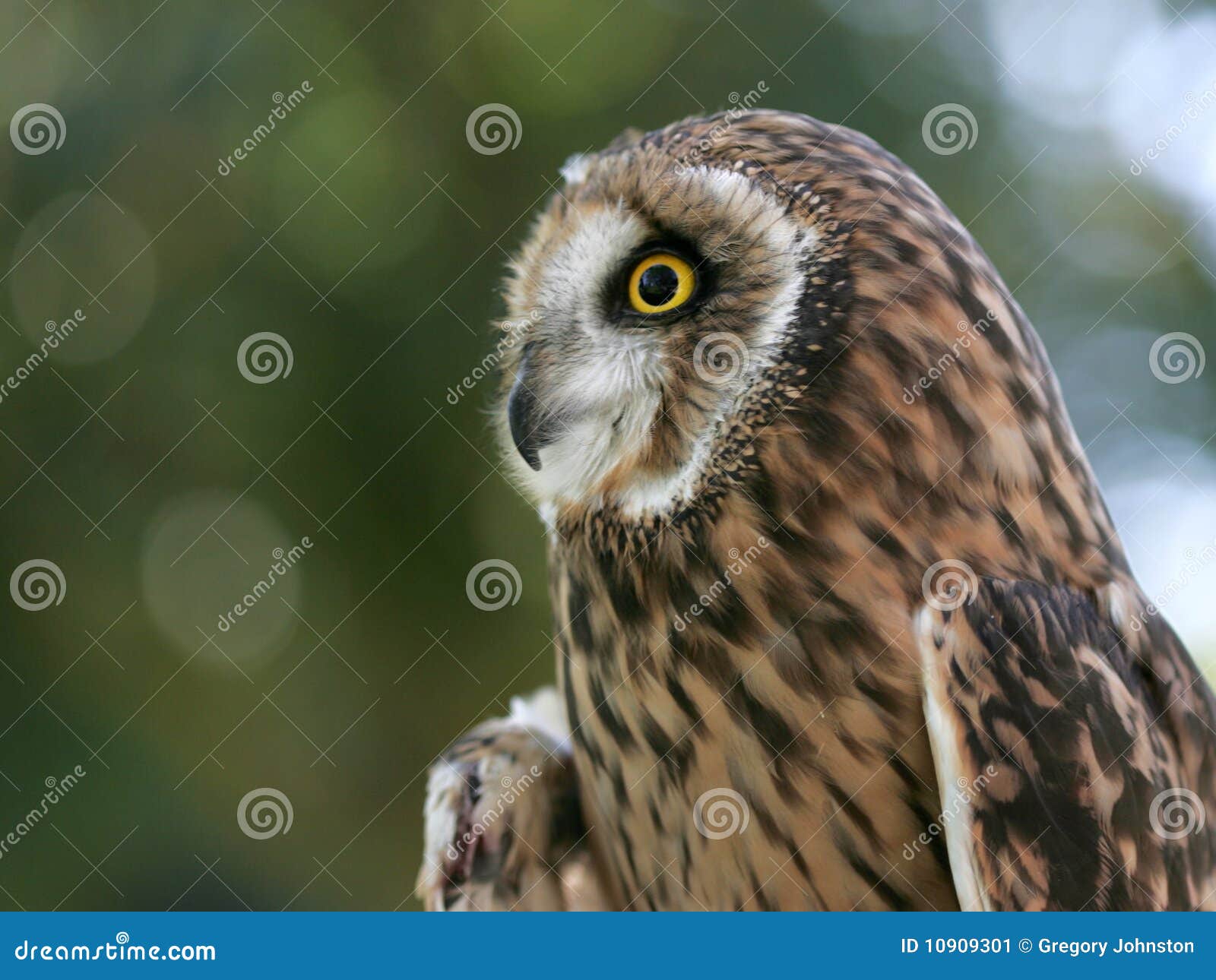 Zijaanzicht van een uil. stock afbeelding. Image of groot - 10909301