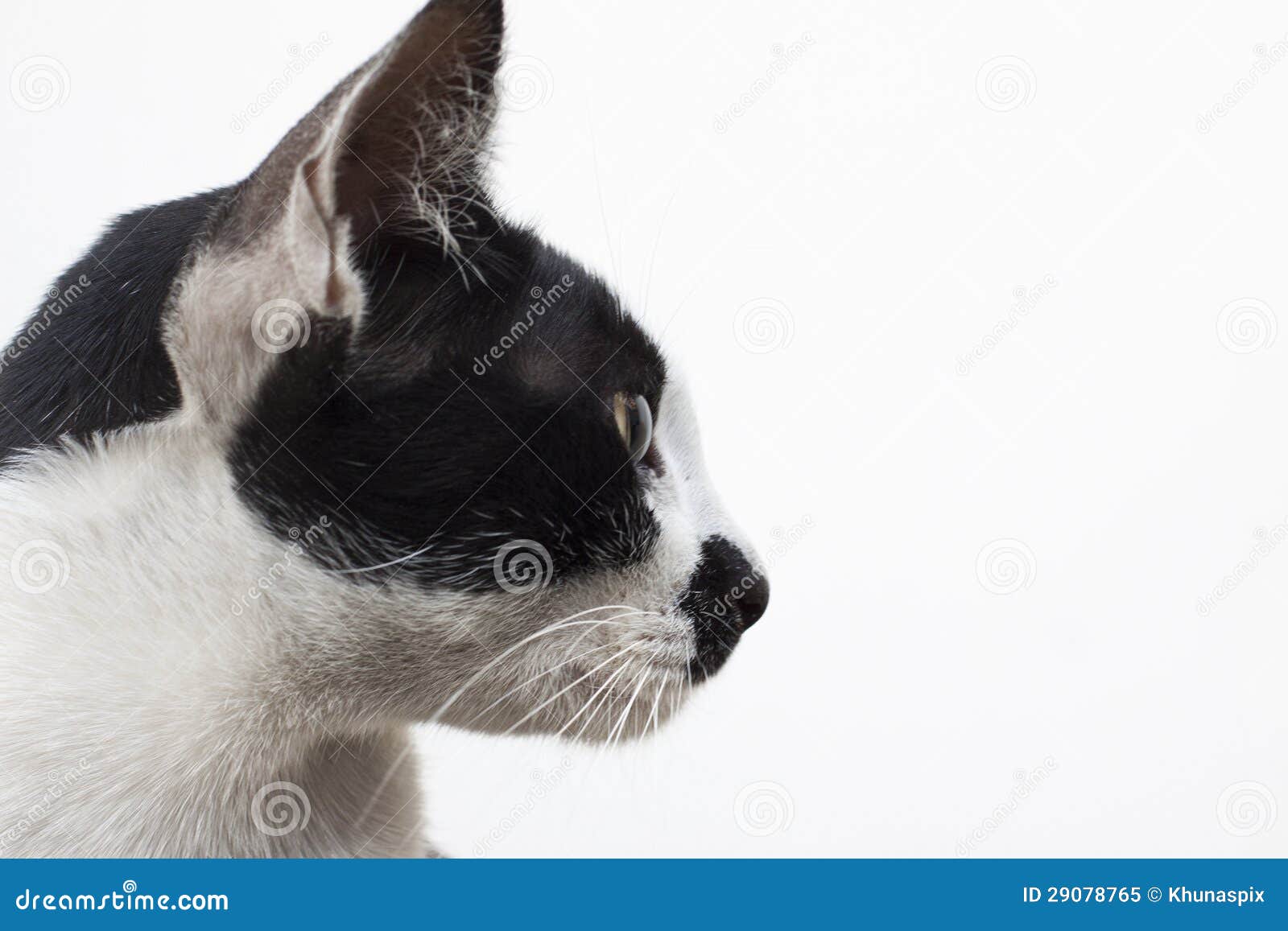 Zijaanzicht Van Kattenhoofd Op Wit Stock Afbeelding - Image of dier ...