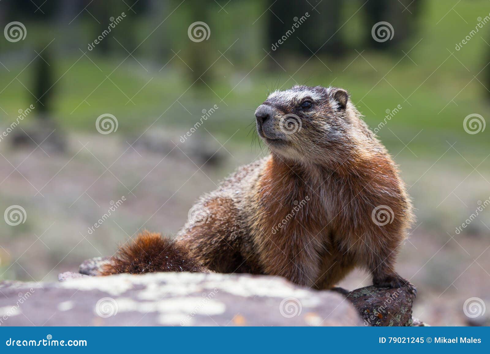 Zijaanzicht van marmot stock afbeelding. Image of rust - 79021245