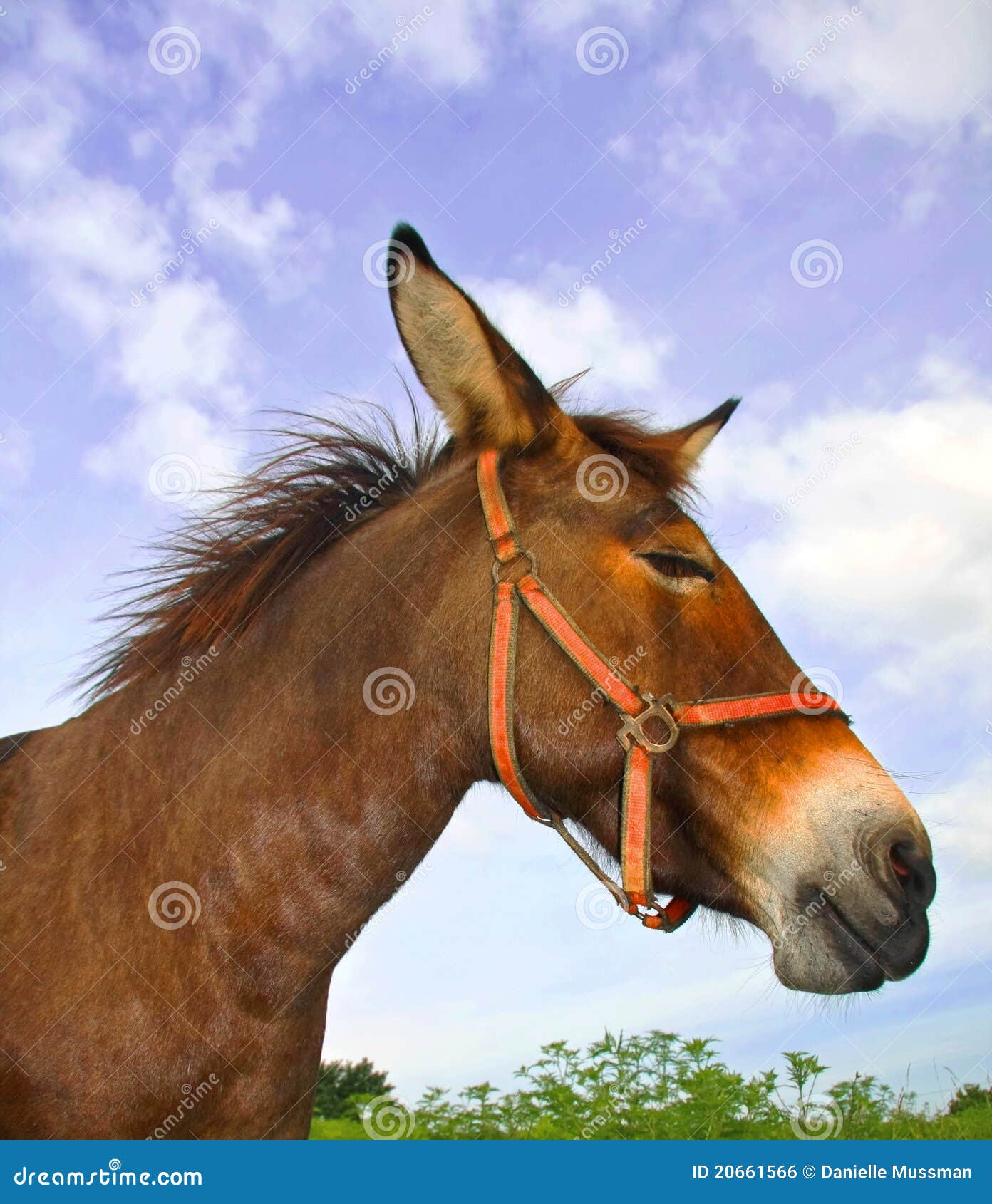 Zijaanzicht van muilezel stock foto. Image of weiland - 20661566