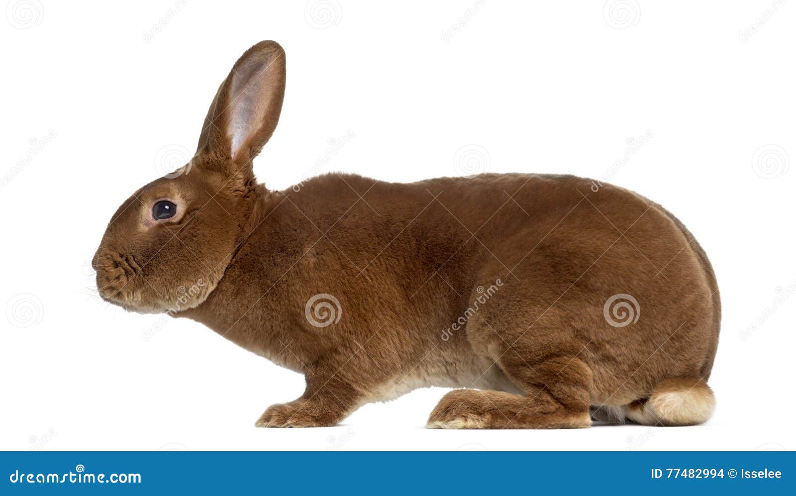 Zijaanzicht van Rex-konijn stock foto. Image of konijn - 77482994