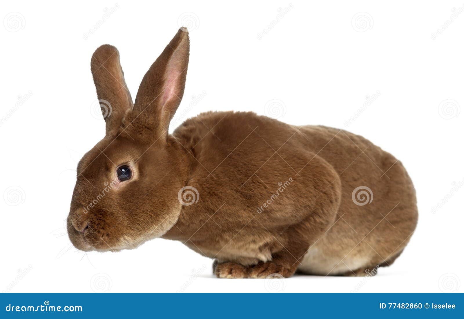 Zijaanzicht Van Rex-konijn Het Leunen Stock Foto - Image of achtergrond ...