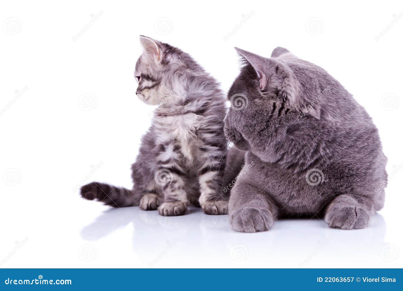Zijaanzicht Van Twee Katten Stock Afbeelding - Image of huisdier, katje ...