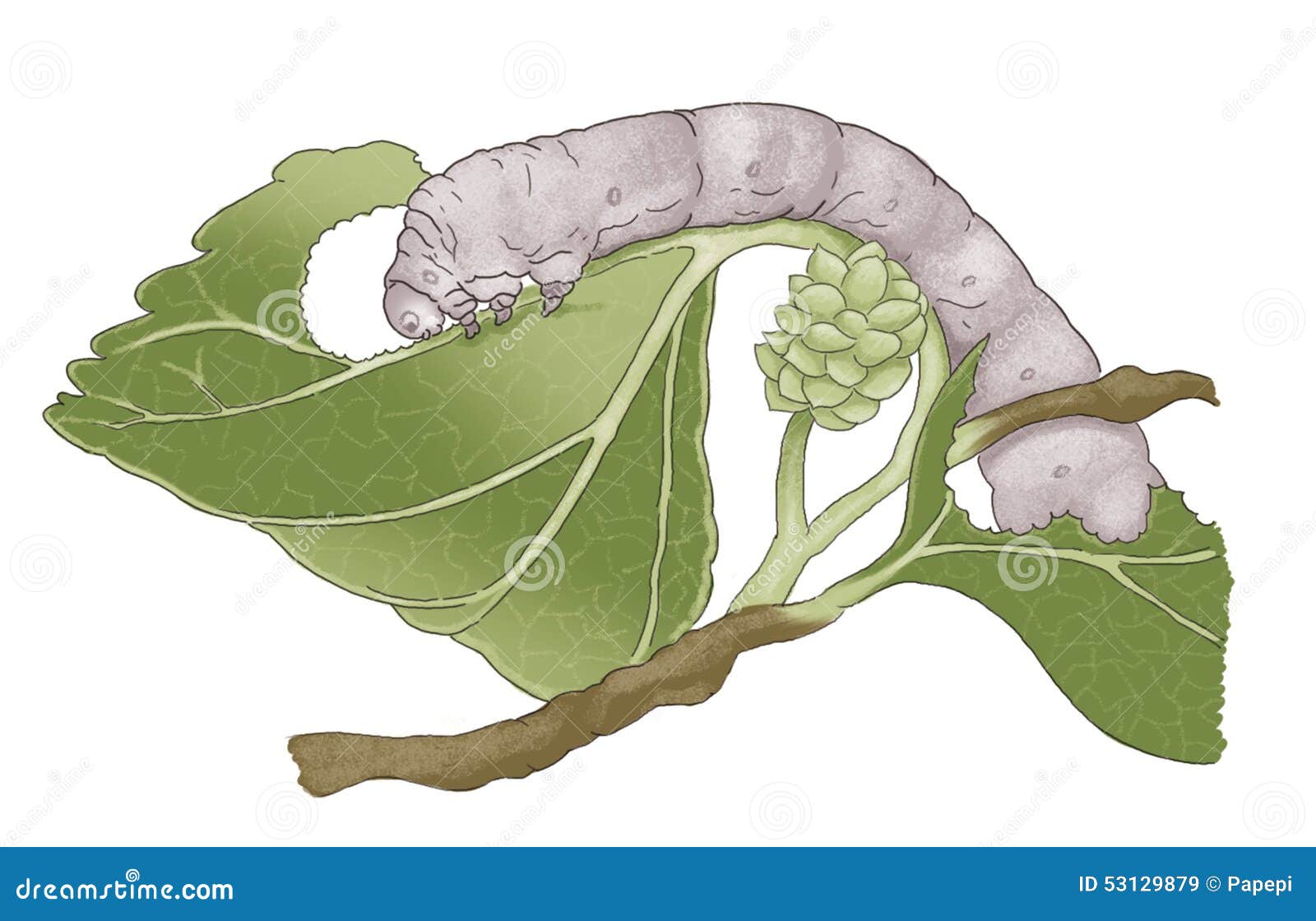 Zijderups Stock Illustrations, Vectors, & Clipart – (160 Stock ...