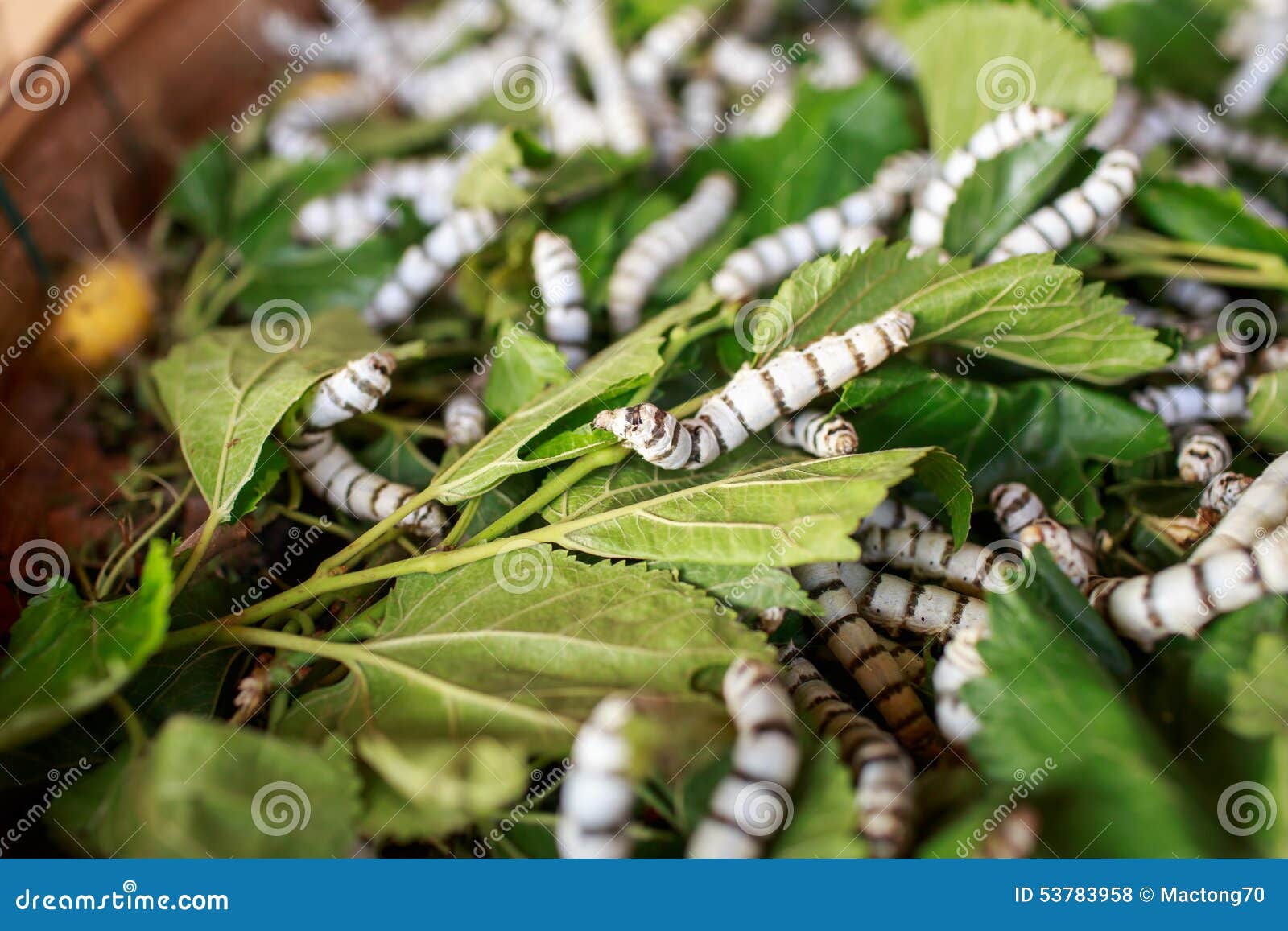 Zijderups stock foto. Image of macro, vlinder, larve - 53783958