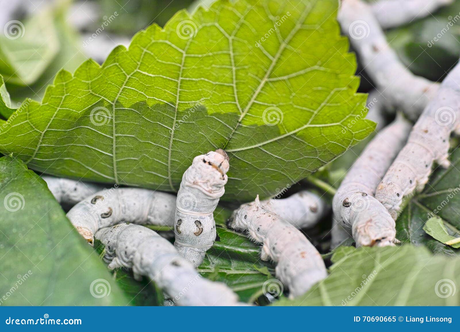 Zijderups stock afbeelding. Image of blad, dieren, zijde - 70690665