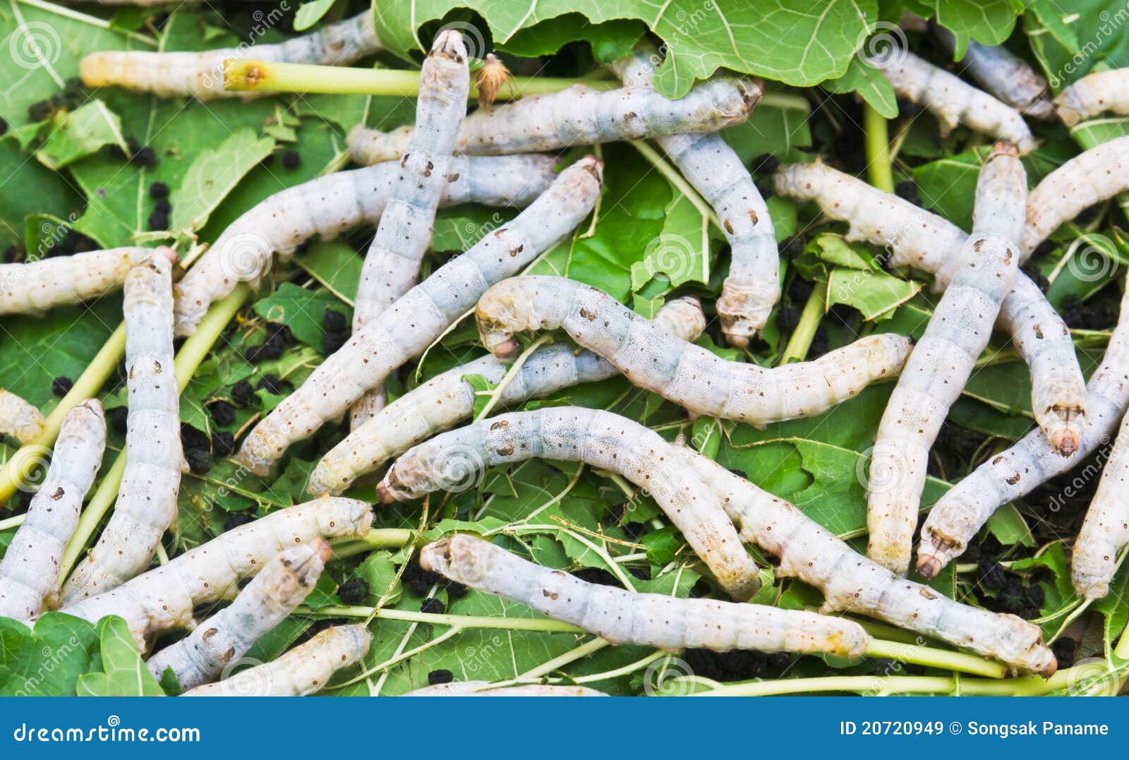 Zijderups Die Moerbeiboomblad Eet Stock Afbeelding - Image of textiel ...