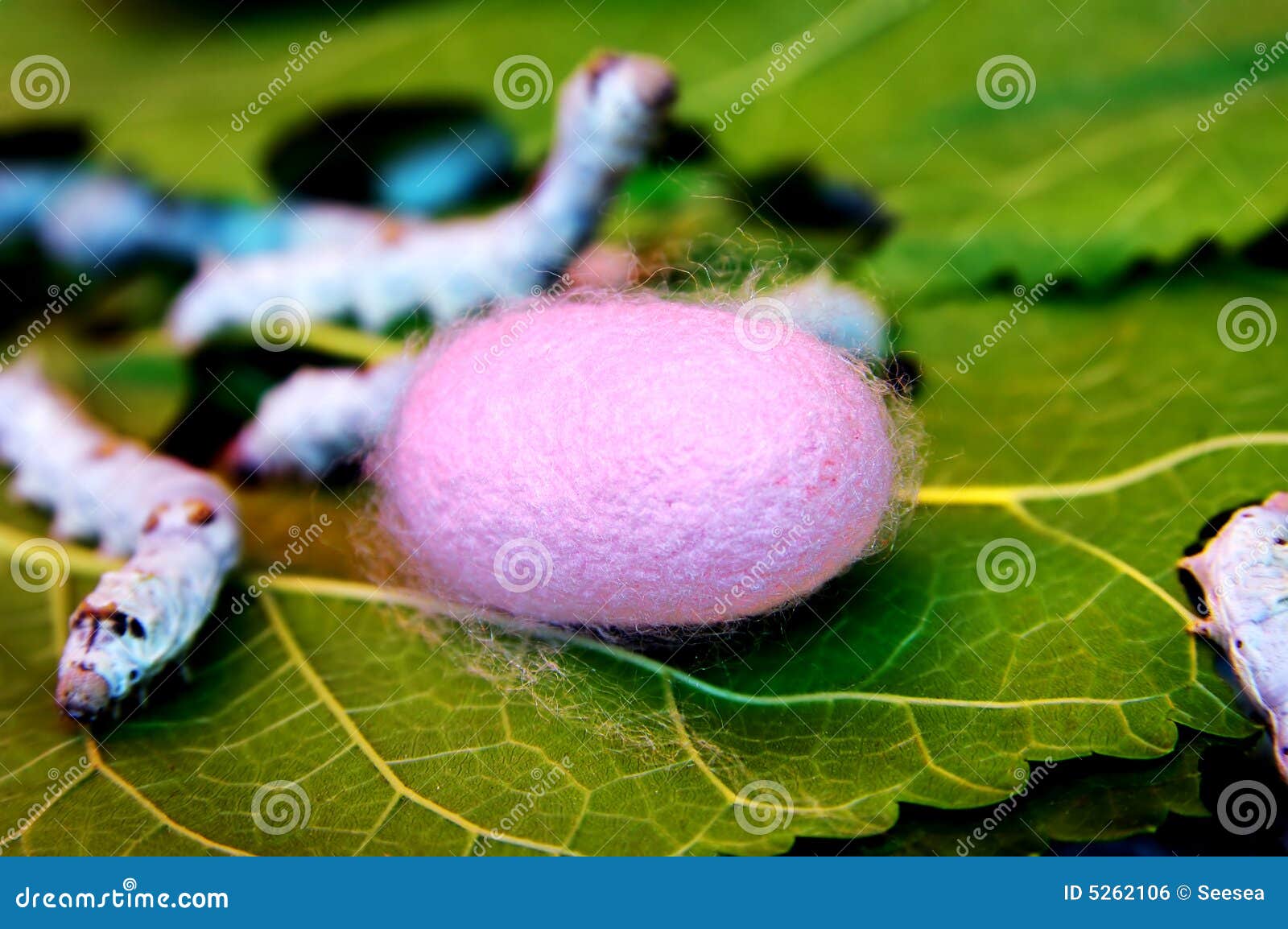 Zijderups en cocon stock foto. Image of china, nave, bladeren - 5262106