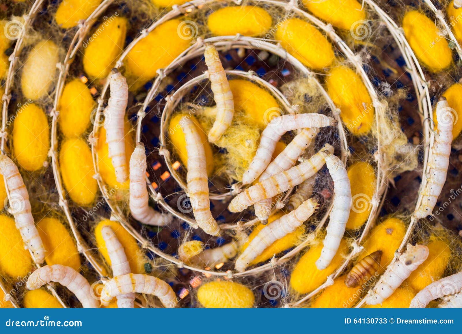 Zijderups in Gele Cocon, Het Levenscyclus Van Zijderups Stock ...