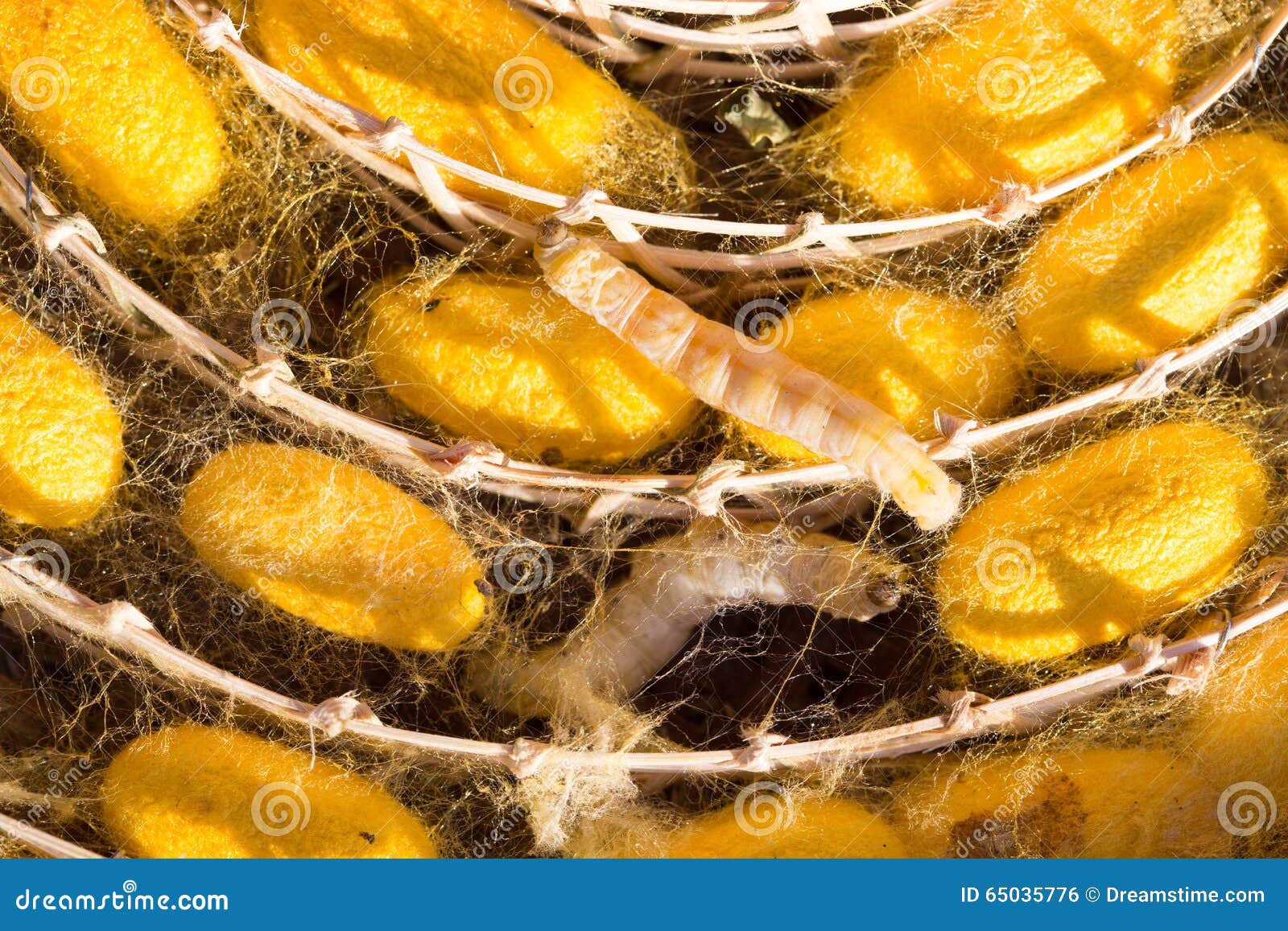 Zijderups in Gele Cocon, Het Levenscyclus Van Zijderups Stock Foto ...