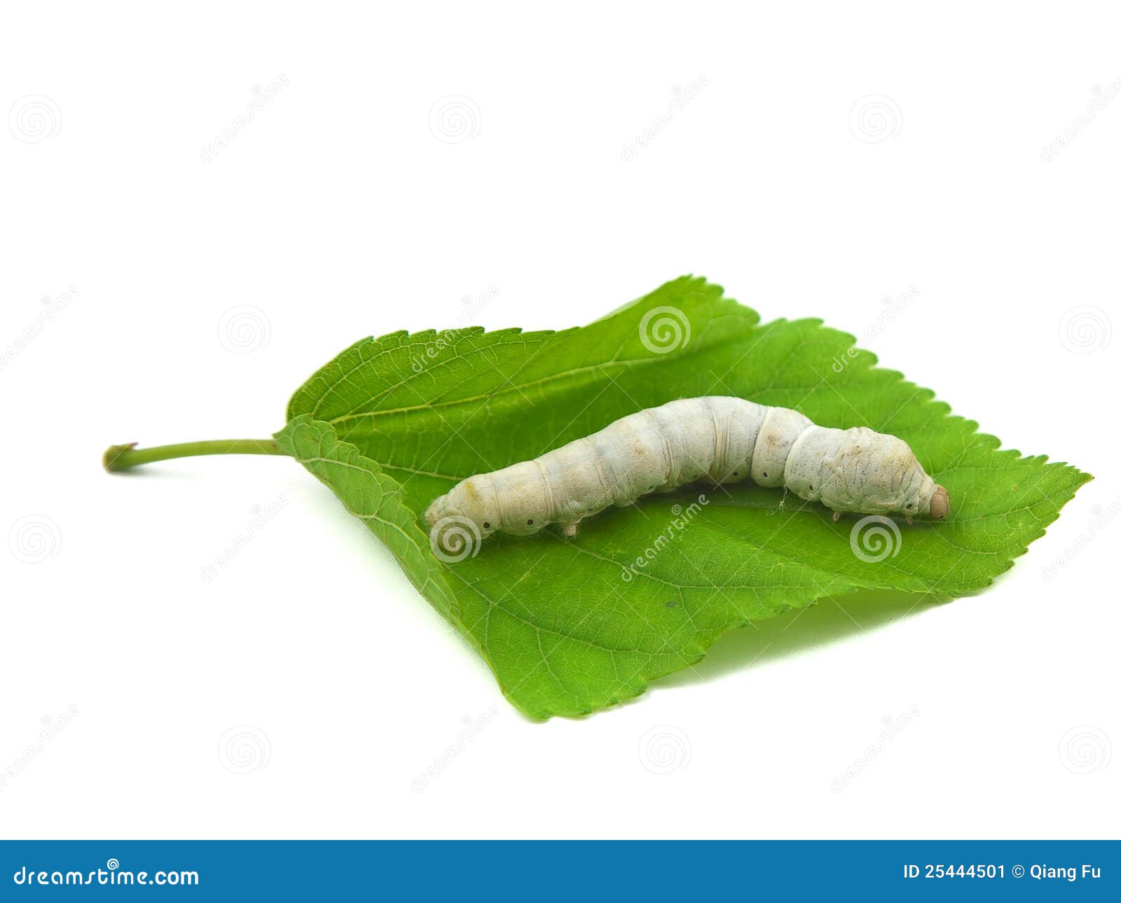 Zijderups in Moerbeiboomblad Stock Afbeelding - Image of zijdeken ...