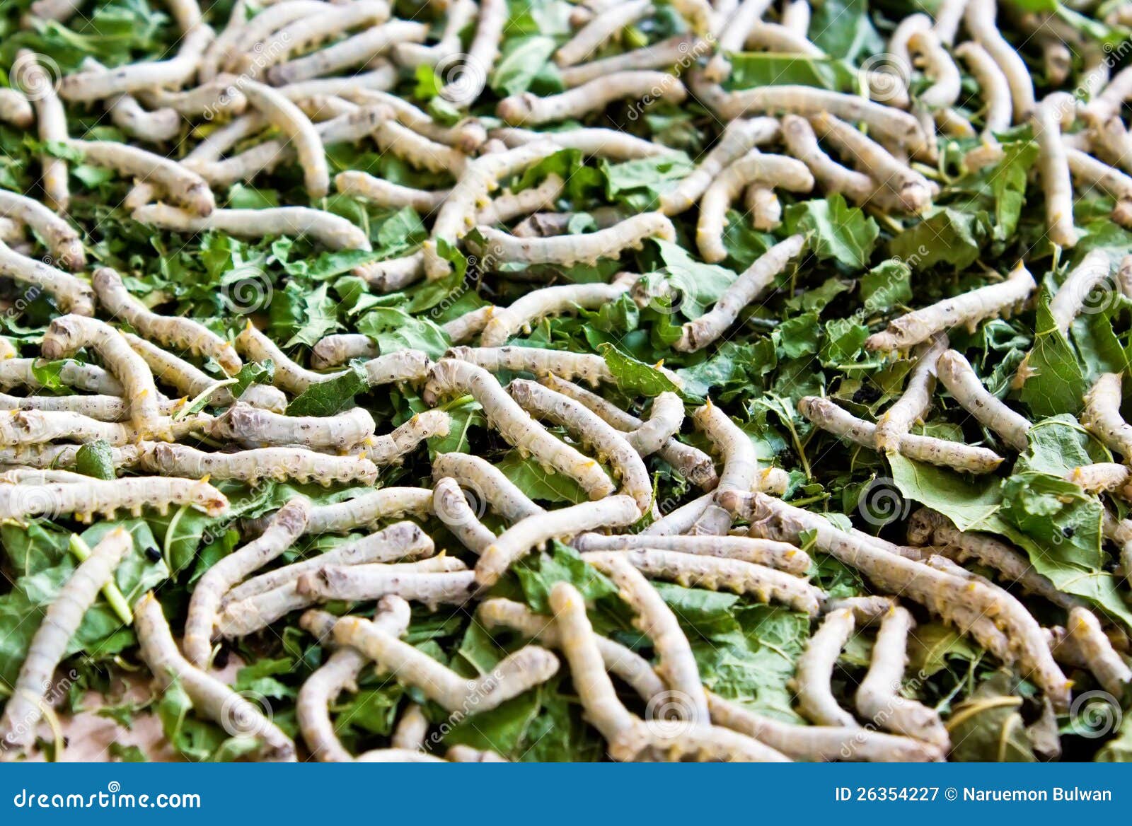 Zijderups Op Moerbeiboomverlof Stock Afbeelding - Image of rotatie ...