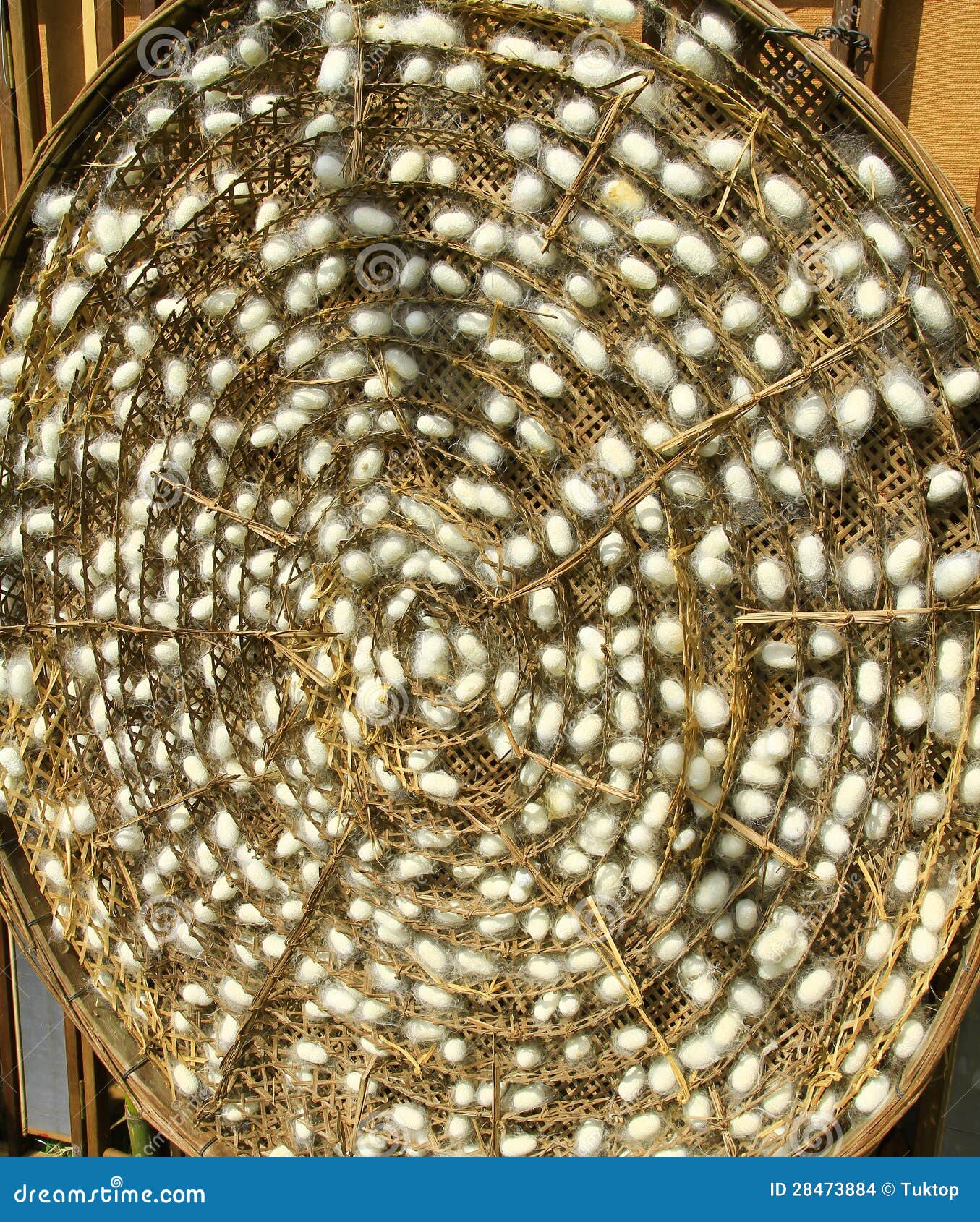 Zijderupsen en cocons stock foto. Image of maken, macro - 28473884