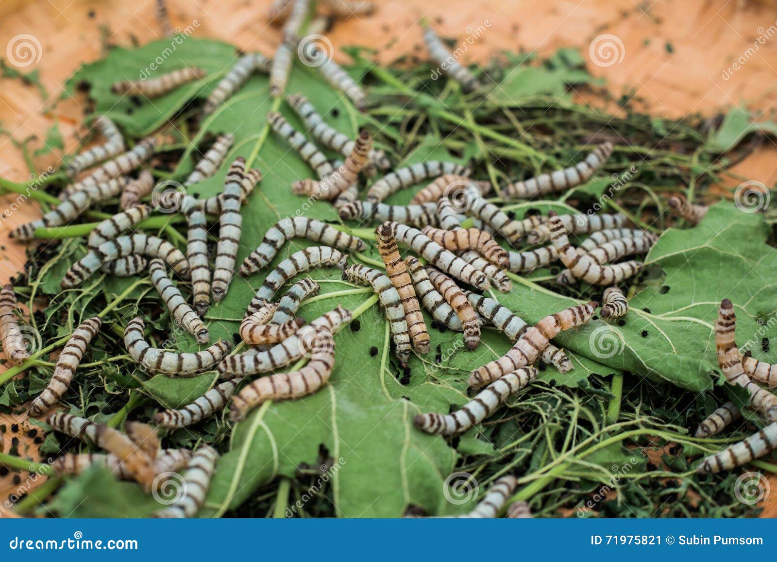 Zijderupsen Met Moerbeiboombladeren Stock Afbeelding - Image of naughty ...