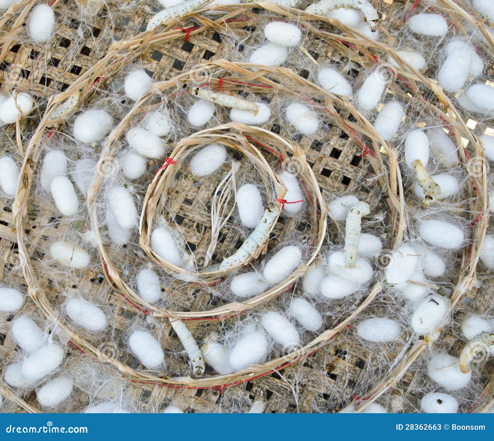 Zijderupsen Op Witte Cocons Stock Afbeelding - Image of vezel ...