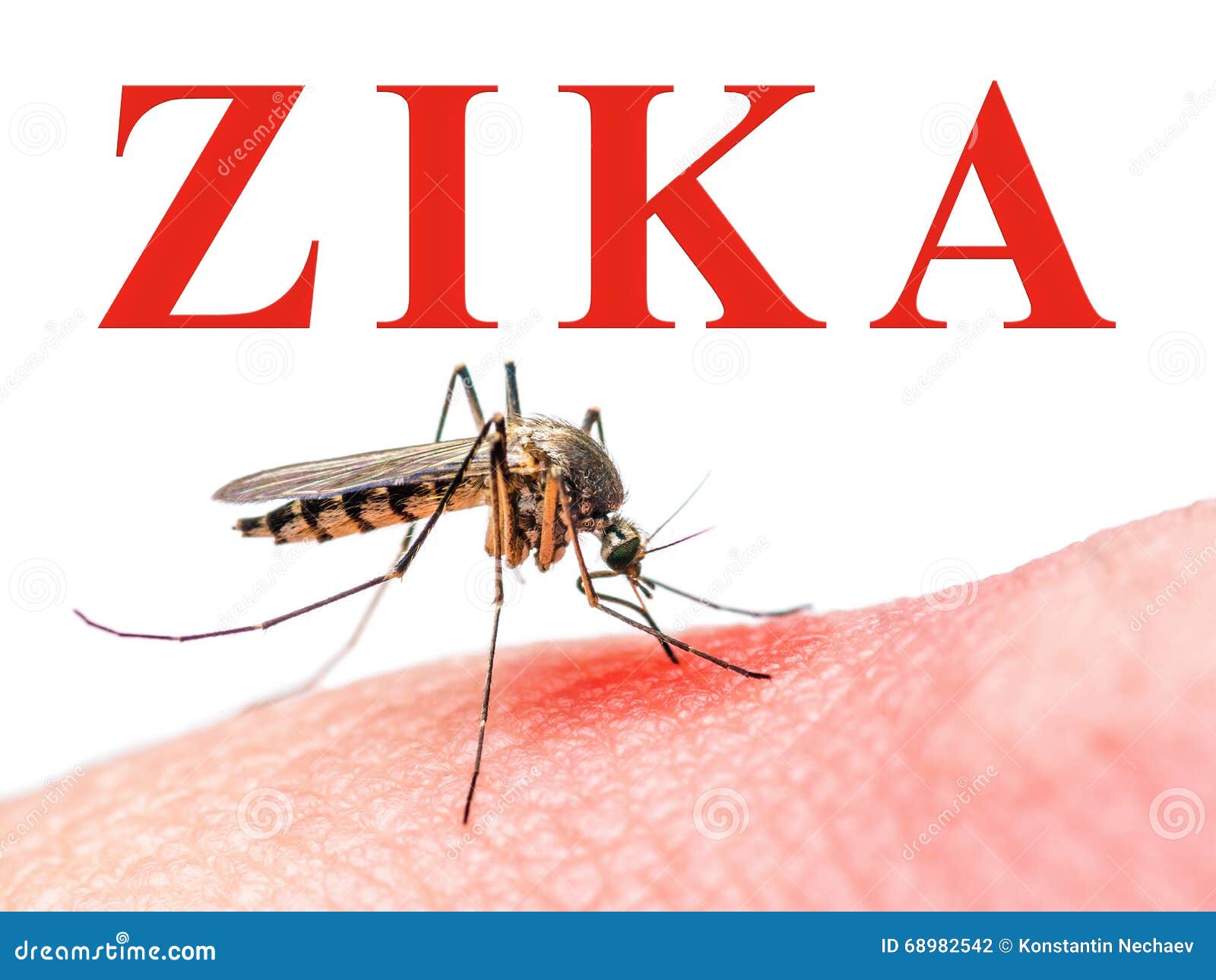 Zika Virus Mosquito stock photo. Image of epidemy, inflammation - 68982542