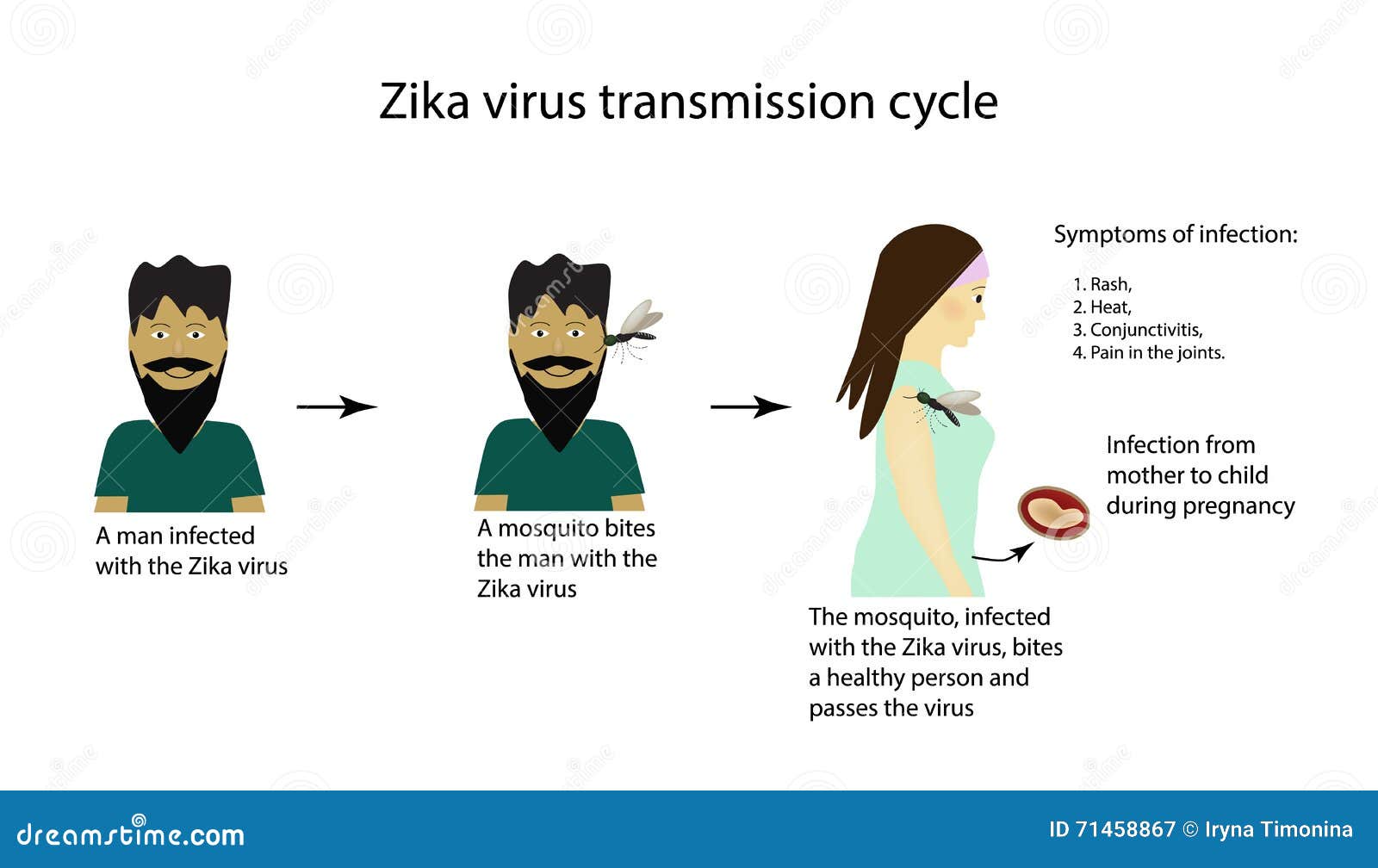Zika Virus Transmission Cycle. Infographics. Cartoon Vector ...