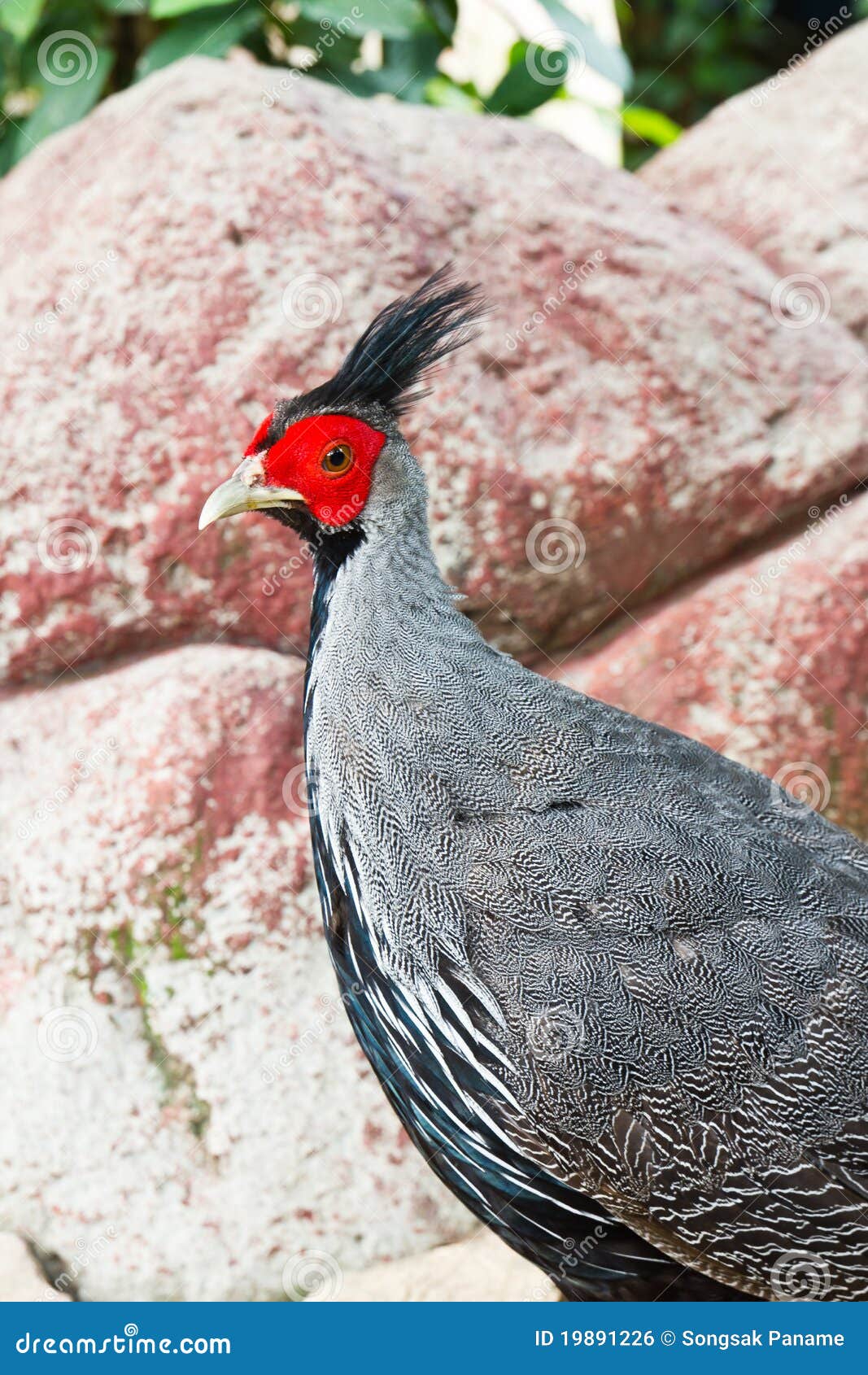 Zilveren fazant stock foto. Image of fazant, rood, dier - 19891226