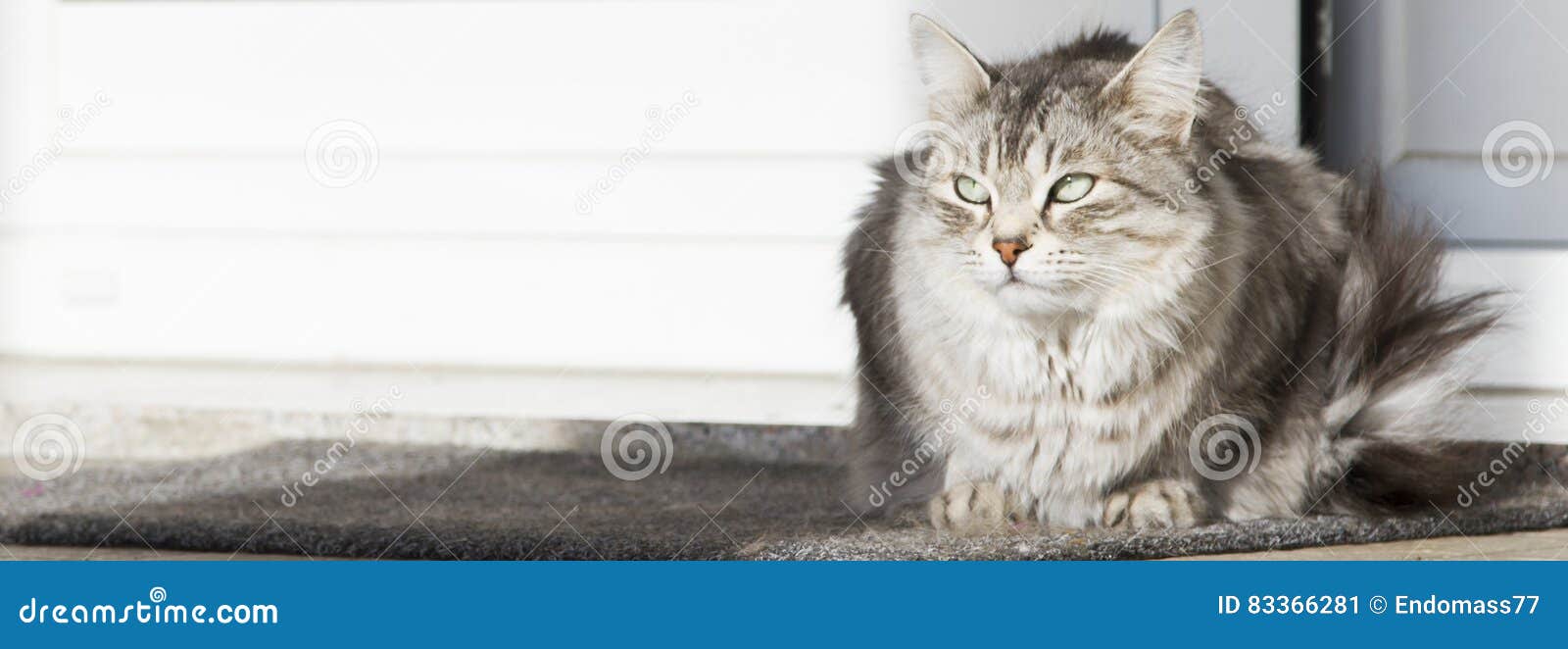 Zilveren Kat in De Tuin, Siberisch Ras Stock Afbeelding - Image of neus ...