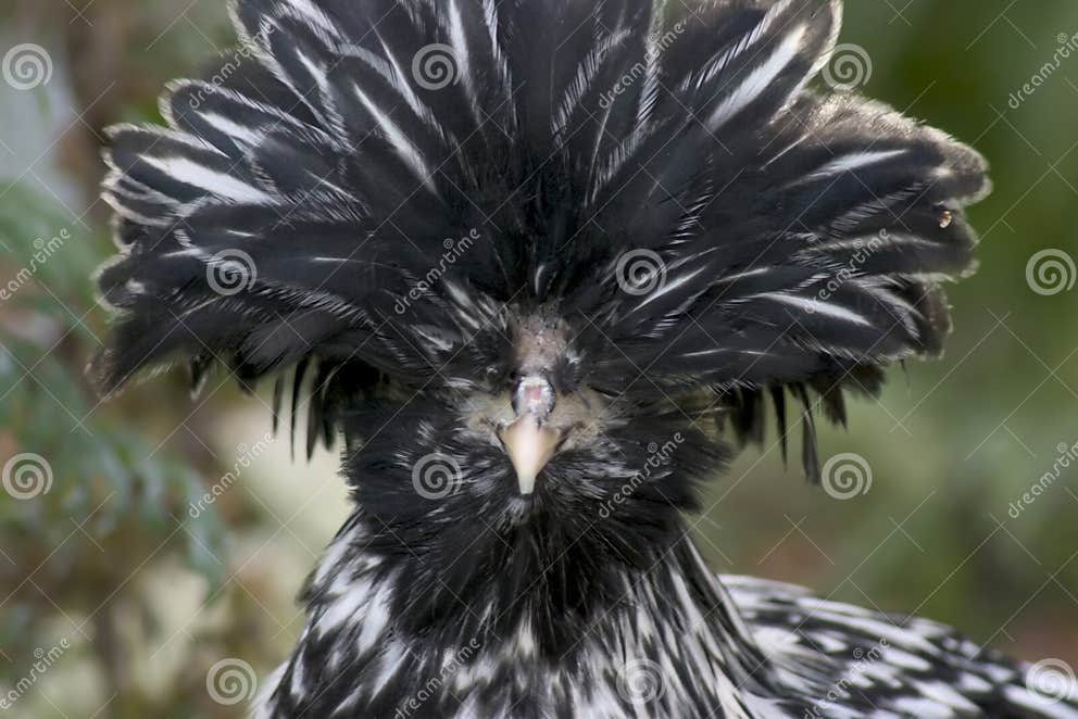 Zilveren Poolse Kip stock foto. Image of organisch, zilver - 2325612