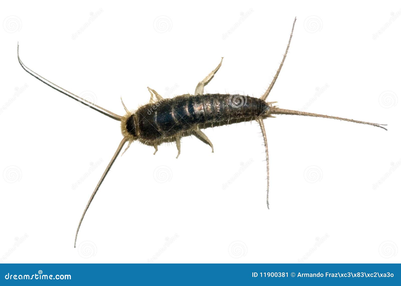 Zilvervisje stock afbeelding. Image of fotografie, insect - 11900381