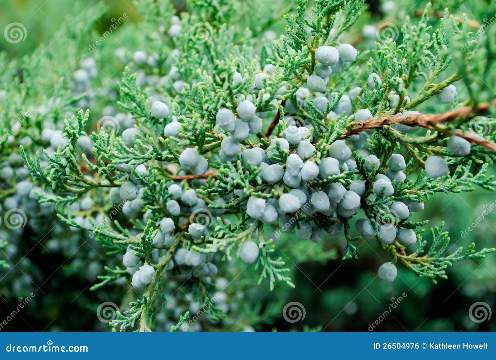 Zimbro Bush foto de stock. Imagem de azul, nave, folhagem - 26504976