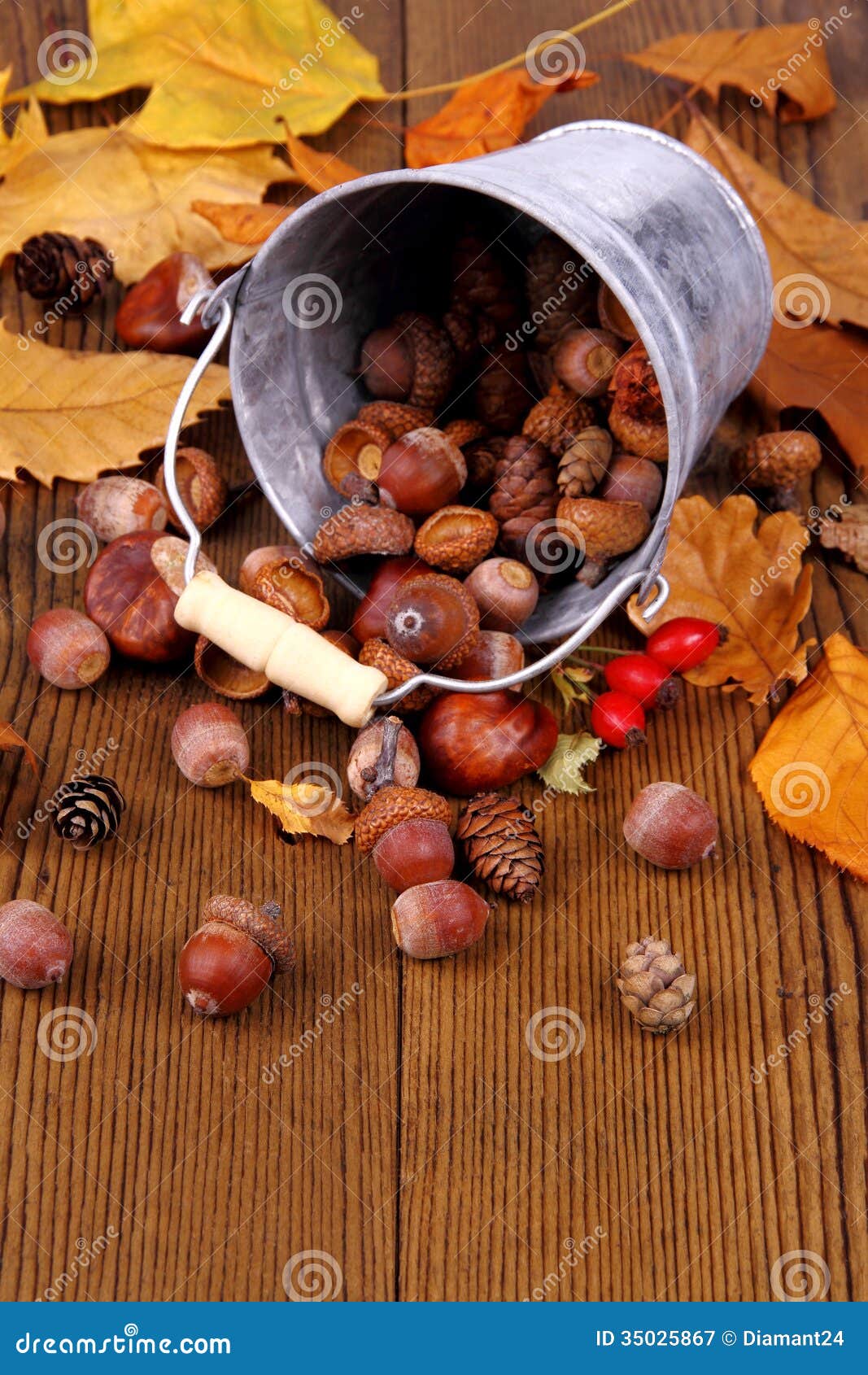 Zinc Bucket with Distributed Acorn, Chestnut and Rosehip Stock Image ...
