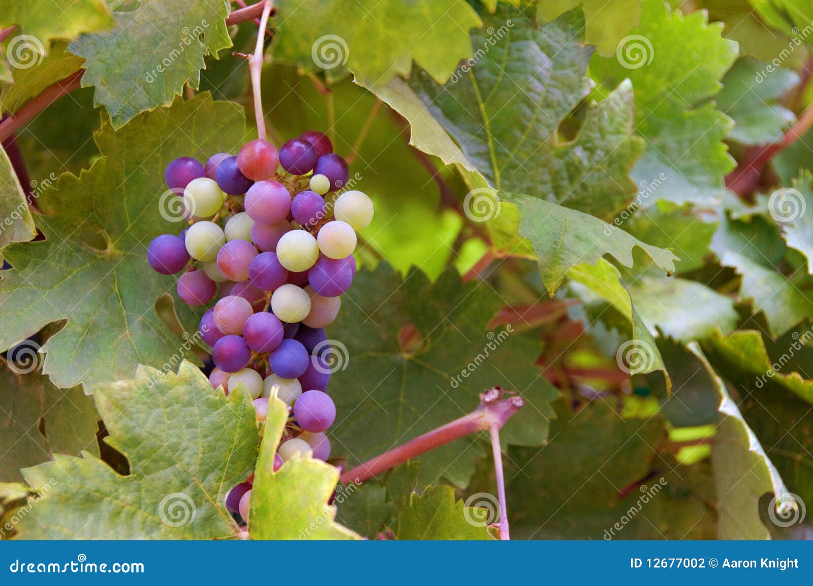 Zinfandel Grapes on the Vine Stock Photo - Image of grape, purple: 12677002