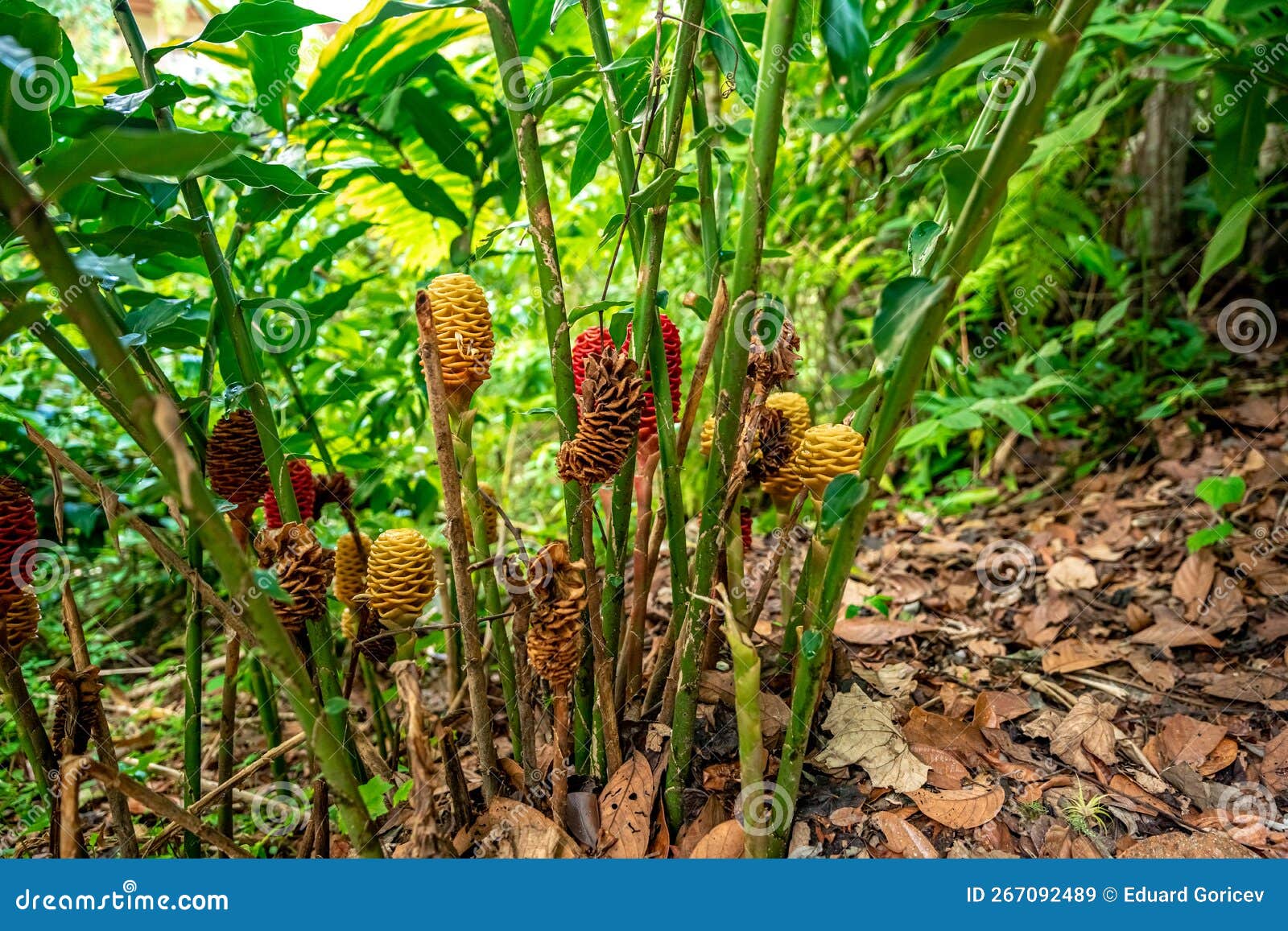 Zingiber Flower in Tropical Forest Stock Image - Image of beautiful ...