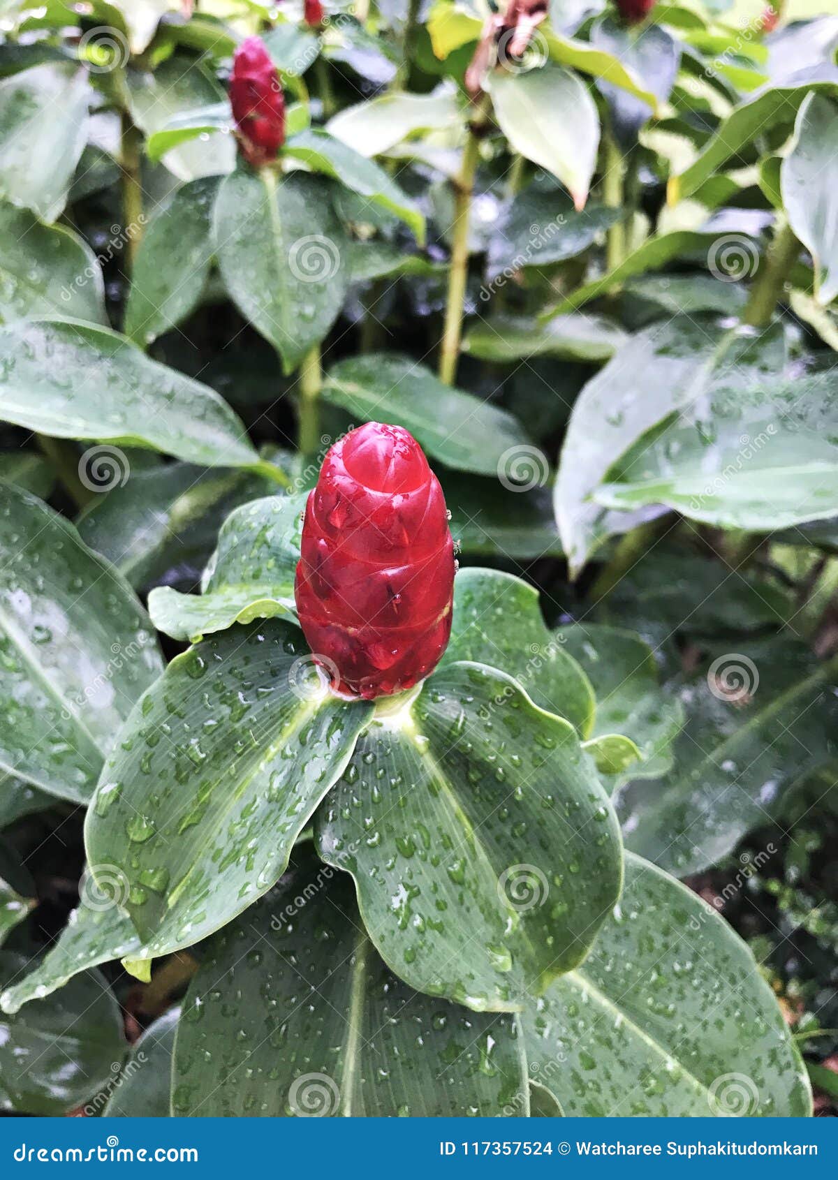 Bitter Ginger Zingiber Zerumbet, Shampoo Ginger, Pinecone Ginger ...