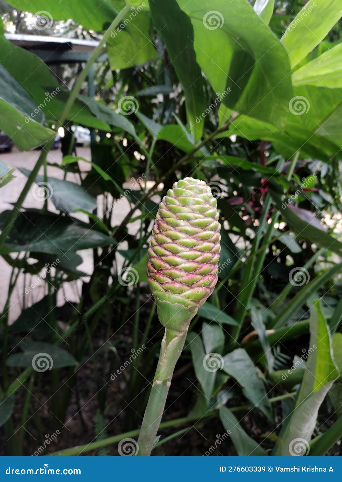 Zingiber Zerumbet As Know As Bitter Ginger, Shampoo Ginger Or Pinecone ...