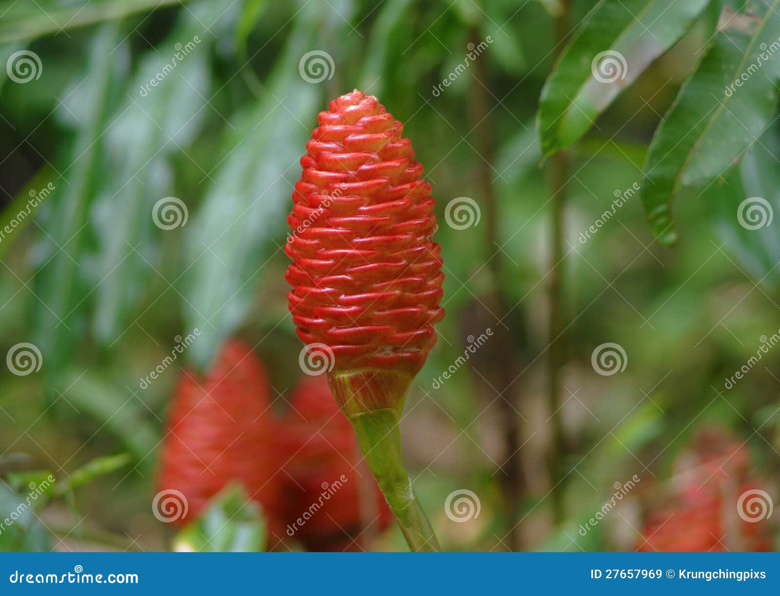 Zingiberaceae flower stock image. Image of growth, horticulture - 27657969