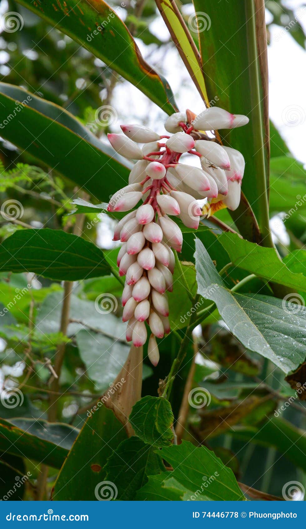 Zingiberaceae Flowers Blooming at the Garden Stock Photo - Image of ...