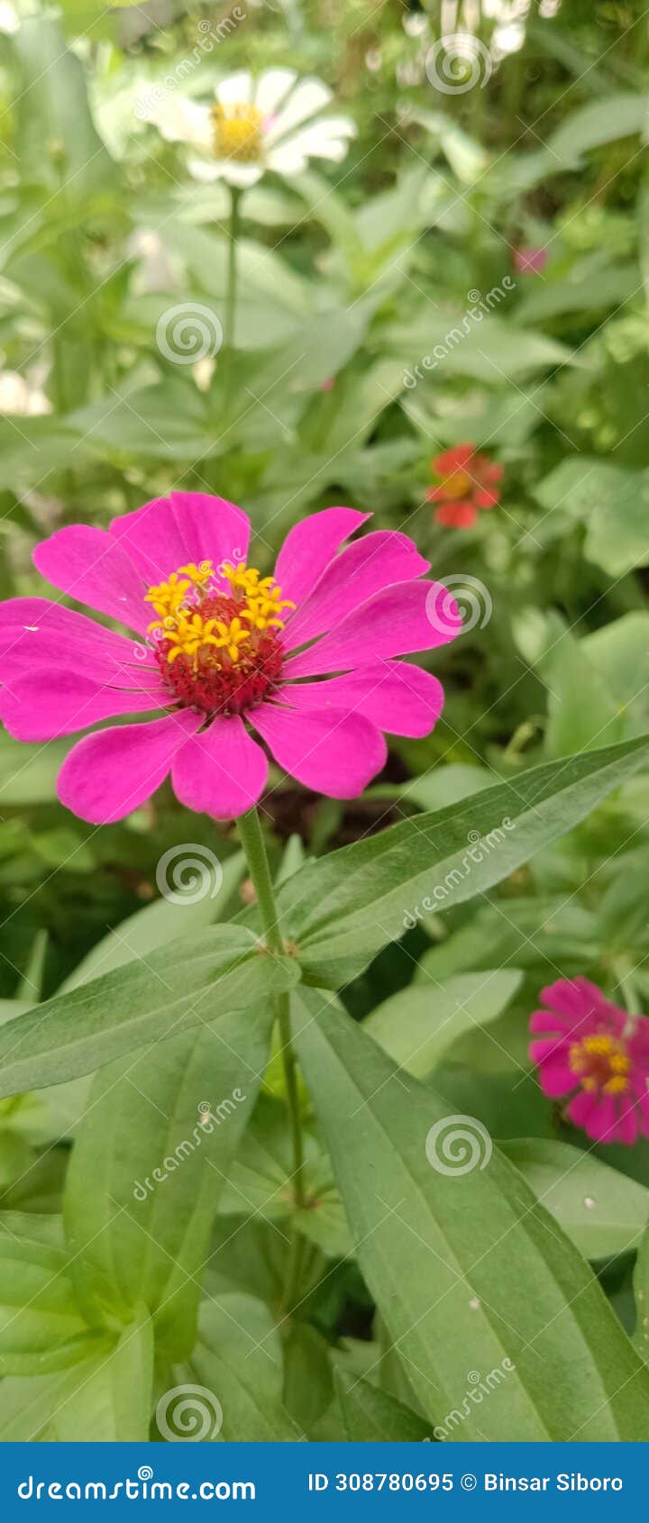 Zinia Plant, Known As Zinnia Elegans L. It Belongs To The Compositae ...