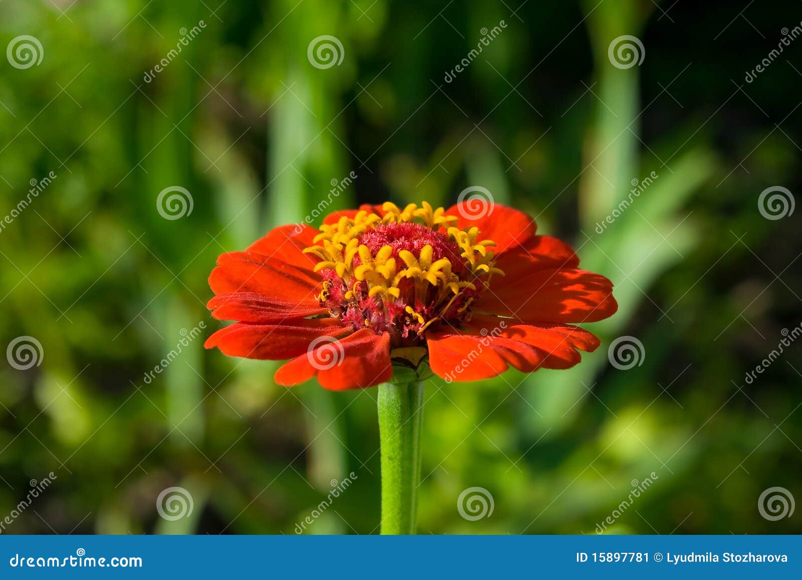 Zinnia stock image. Image of round, spring, green, bright - 15897781