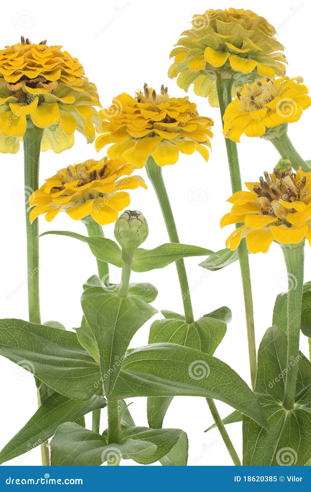 Zinnia stock image. Image of macro, plant, leaf, deep - 18620385
