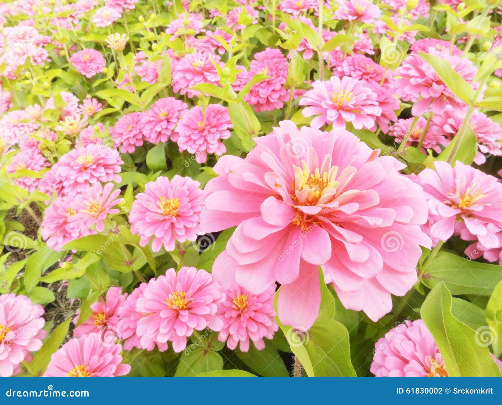 Zinnia Elegans, Known As Youth-and-age, Common Zinnia Or Elegant Zinnia ...