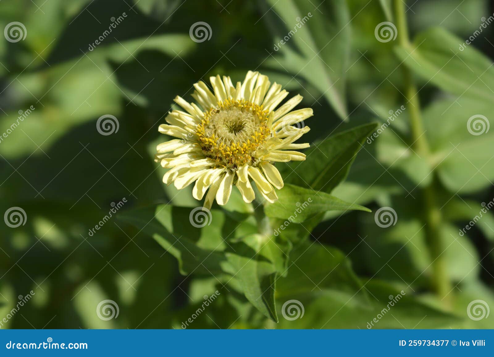 Zinnia Envy stock image. Image of yellow, plant, garden - 259734377