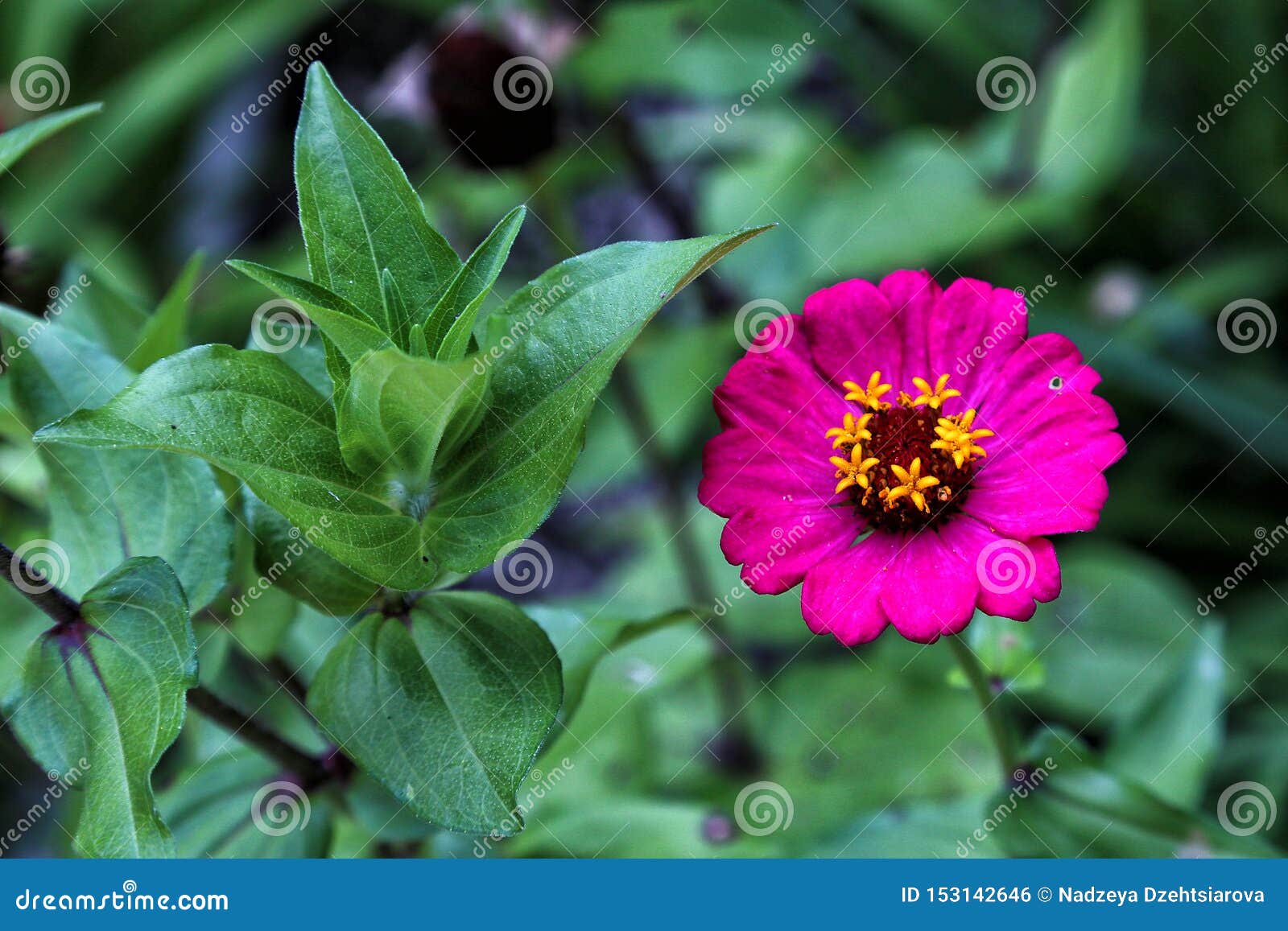 Zini Flower Stock Photos - Free & Royalty-Free Stock Photos from Dreamstime
