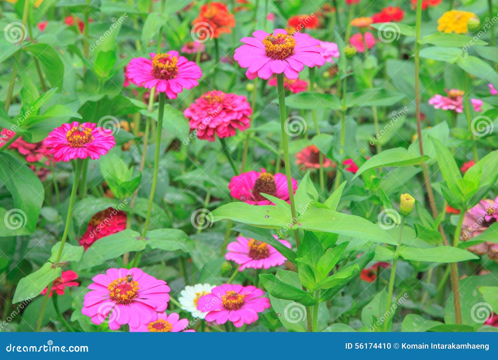 Zinnia stock photo. Image of flower, colored, magenta - 56174410