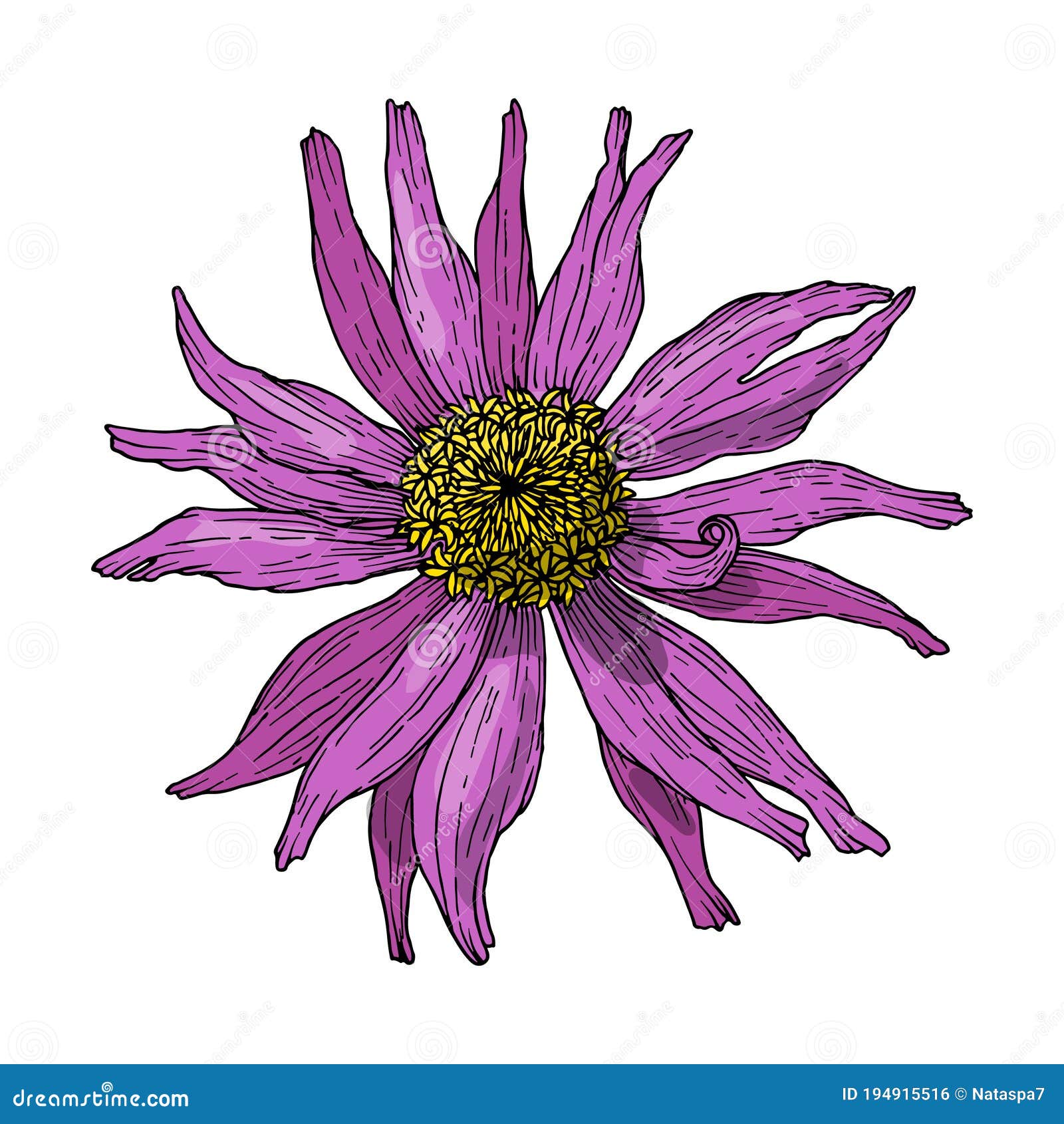 Zinnia Flower Botanical Vintage Illustration Black And White Clip Art ...