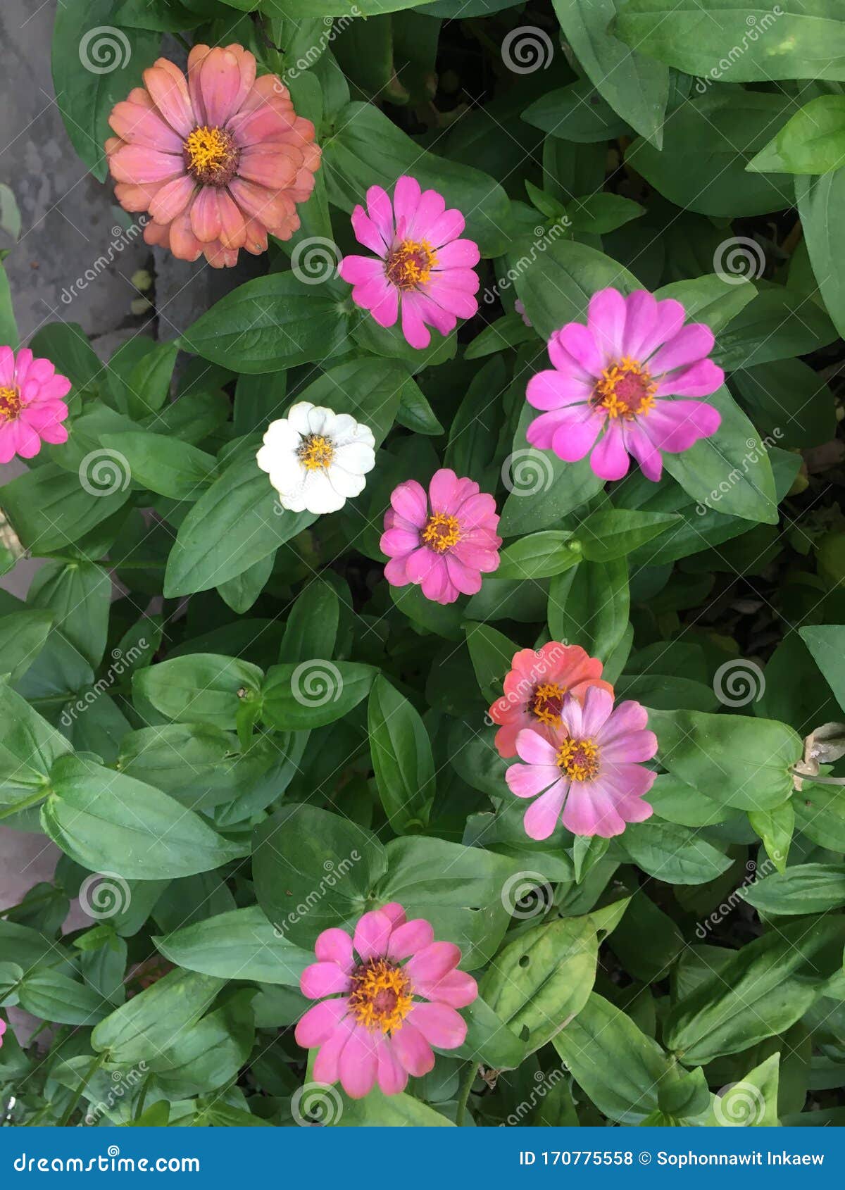 Zinnia Flowers stock photo. Image of garden, closeup - 170775558